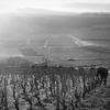 The pruning Guyot Poussard - EN Domaine De Terres Blanches